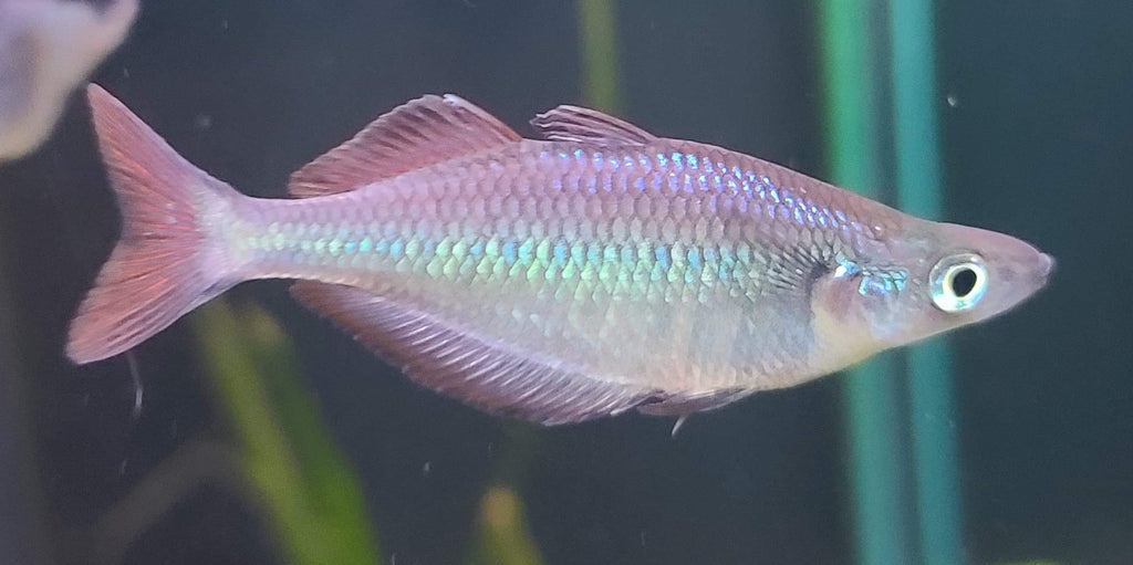 Kali Web Rainbowfish (Chilatherina fasciata) – Imperial Tropicals