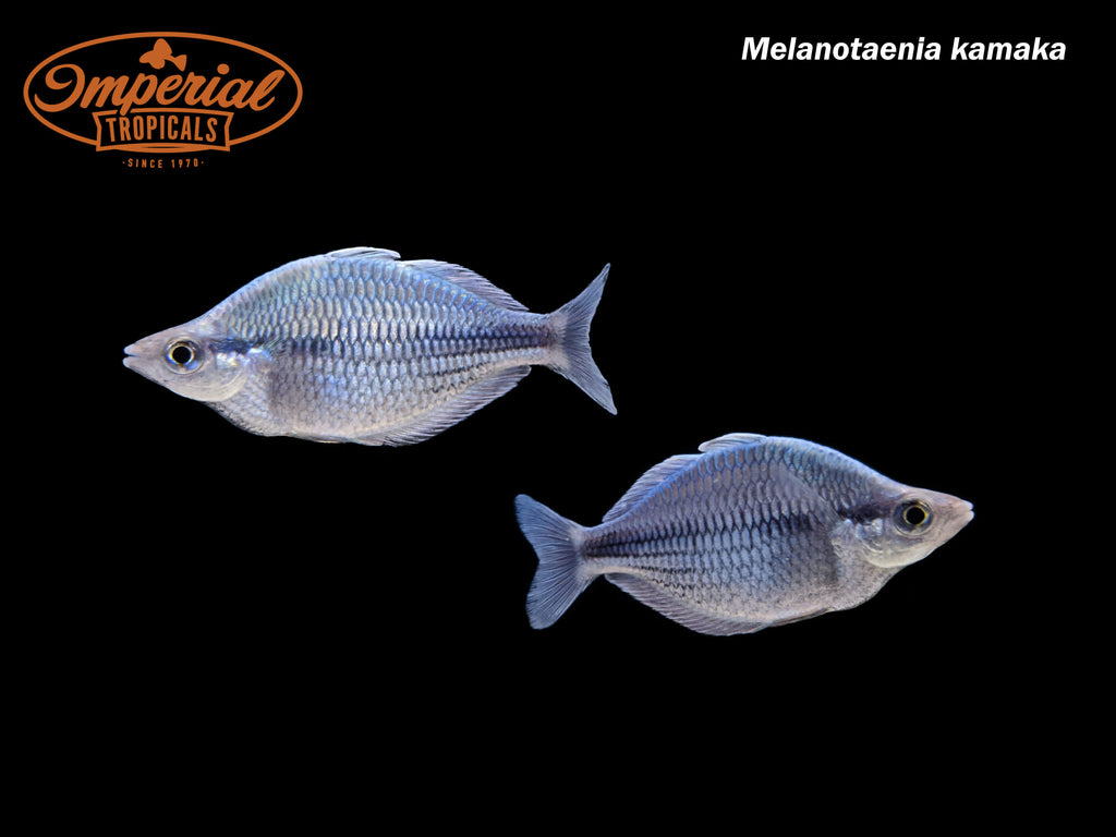 Kamaka Rainbowfish (Melanotaenia kamaka) – Imperial Tropicals