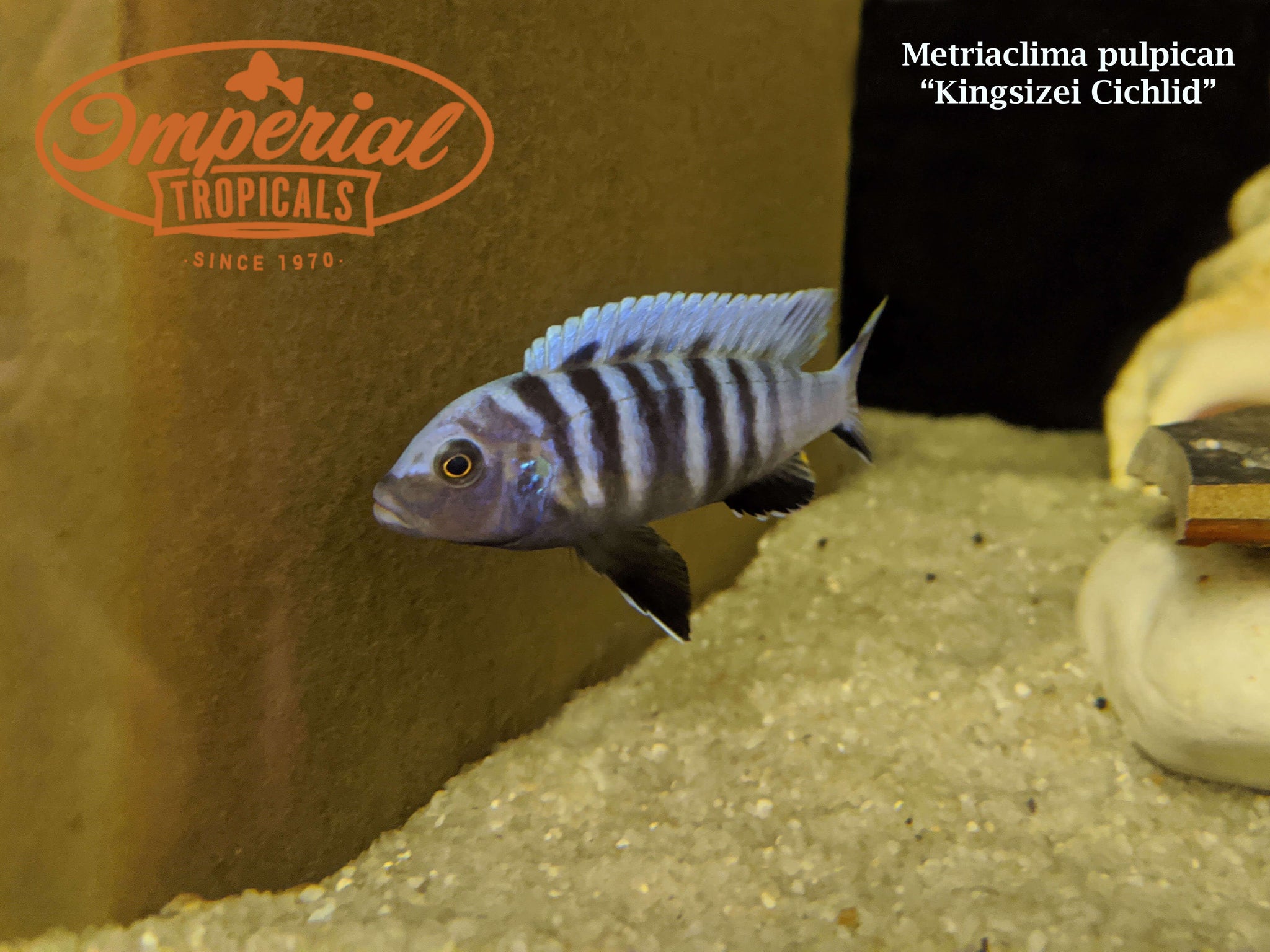 Kingsizei Cichlid (Metriaclima pulpican) - shop Imperial Tropicals