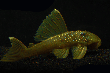 Loricariids – Imperial Tropicals