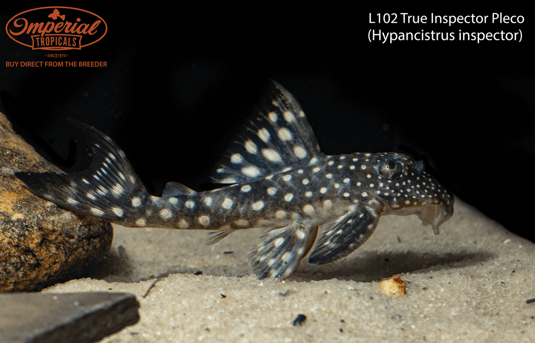 L102 True Inspector Pleco (Hypancistrus inspector) - shop Imperial ...