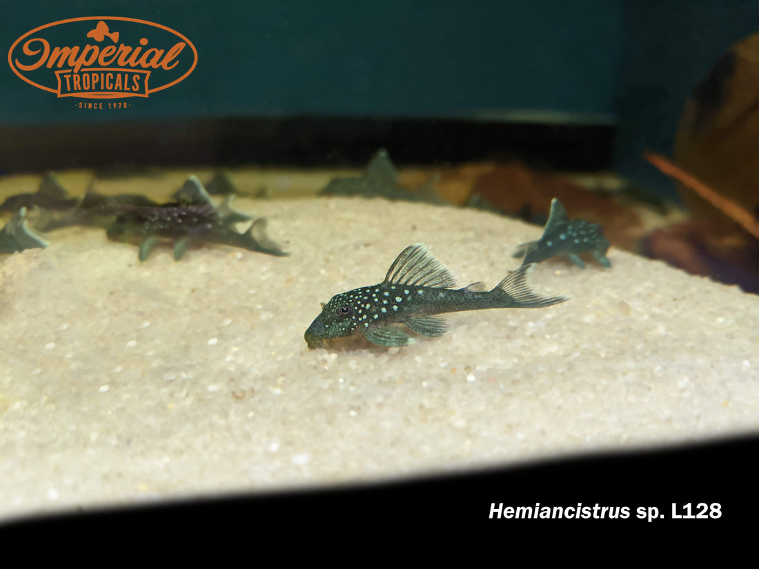 L128 Blue Phantom Pleco (Hemiancistrus sp.) - shop Imperial Tropicals