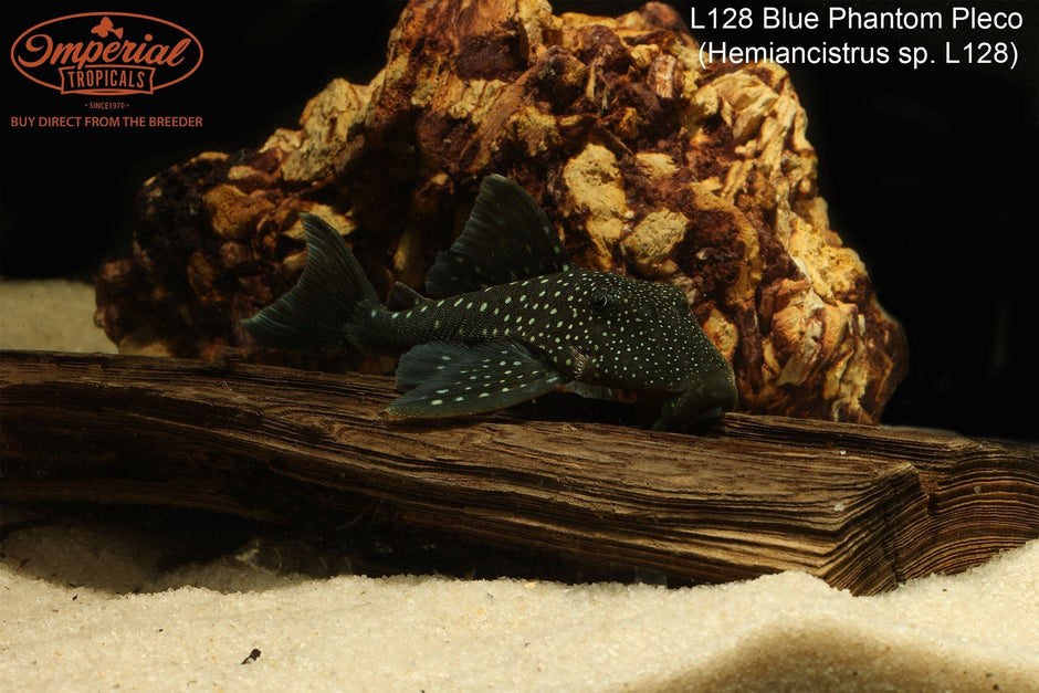 Plecos and Other Loricariids – Imperial Tropicals