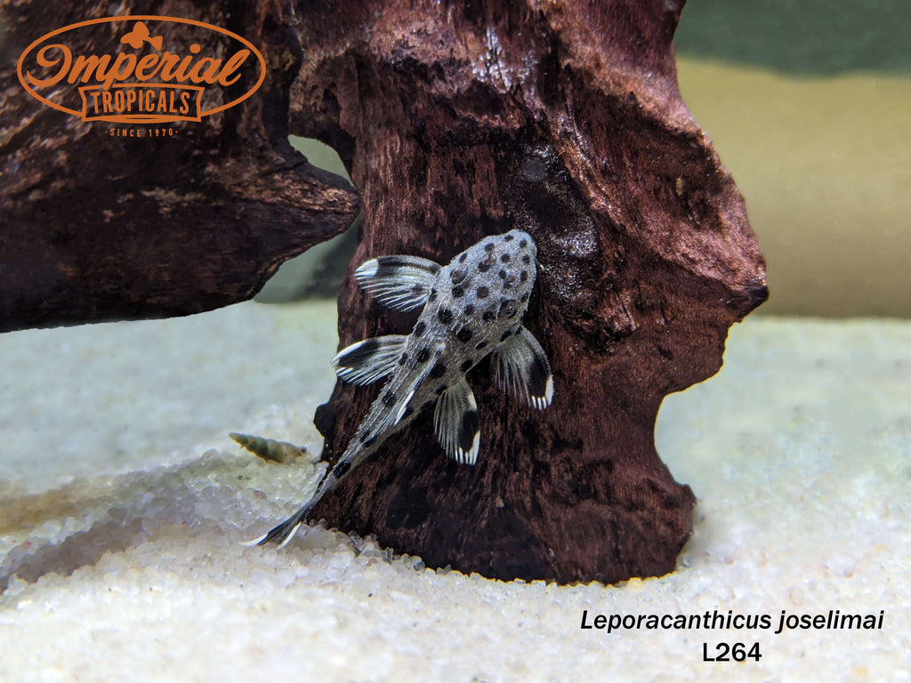 L264 Sultan Pleco (Leporacanthicus joselimai) – Imperial Tropicals