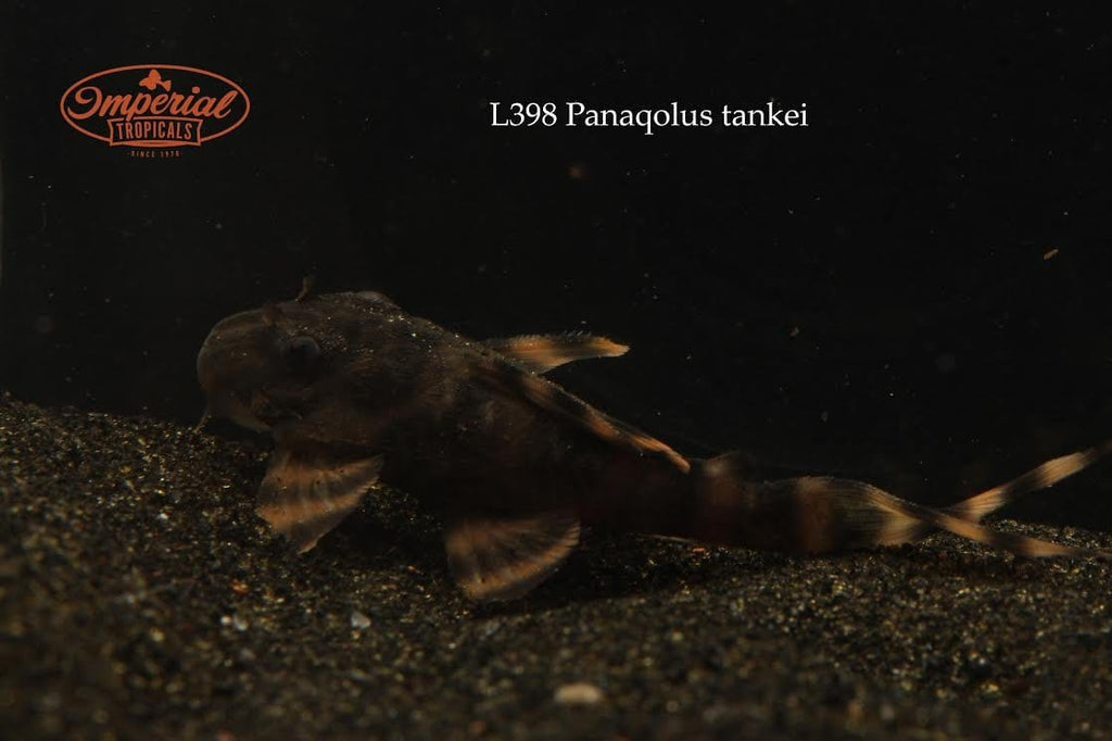 L398 Pleco (Panaqolus tankei) – Imperial Tropicals