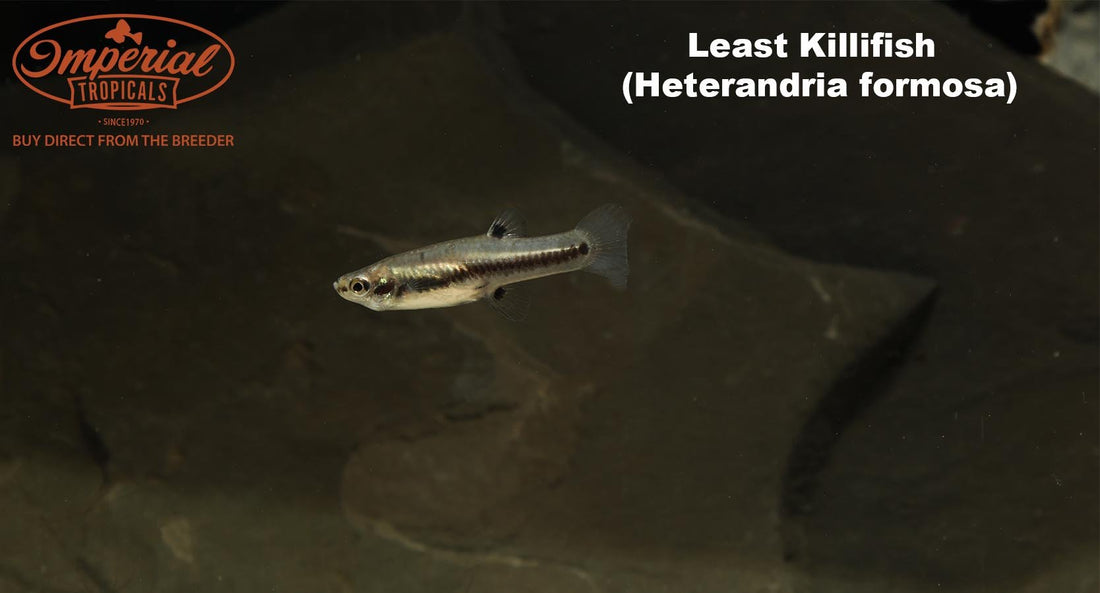 Least Killifish (Heterandria formosa) - shop Imperial Tropicals