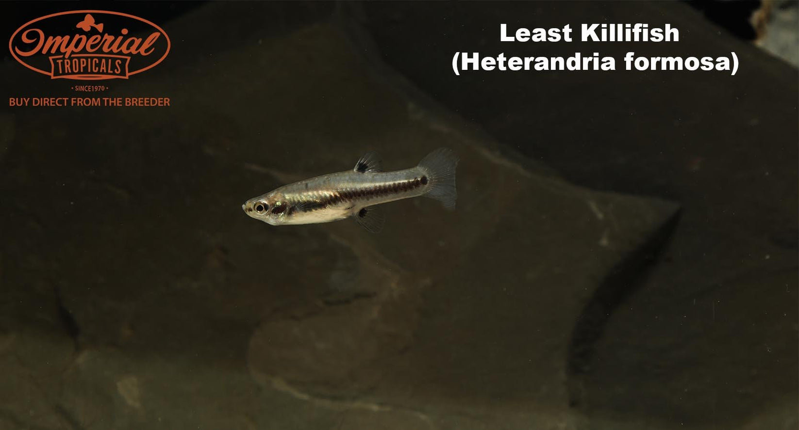 Least Killifish (Heterandria formosa) - shop Imperial Tropicals