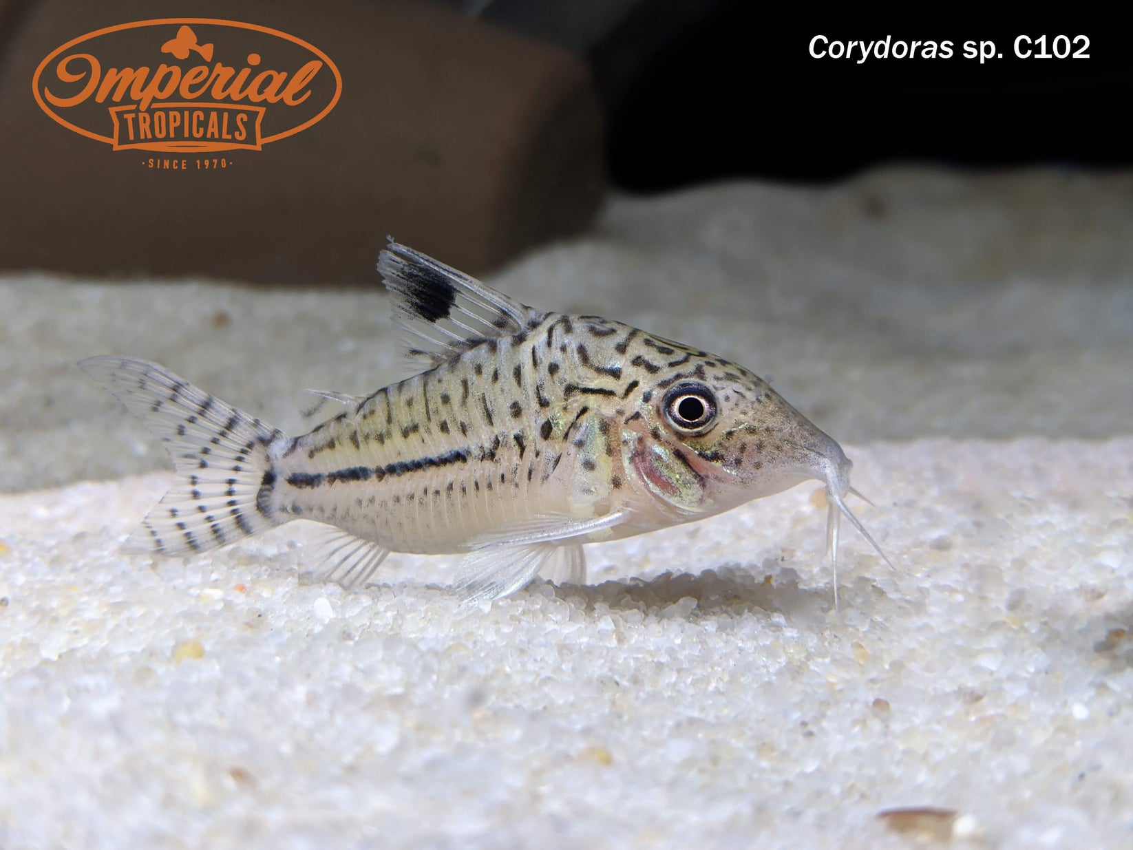 Leopard Cory (Corydoras sp. C102) - shop Imperial Tropicals