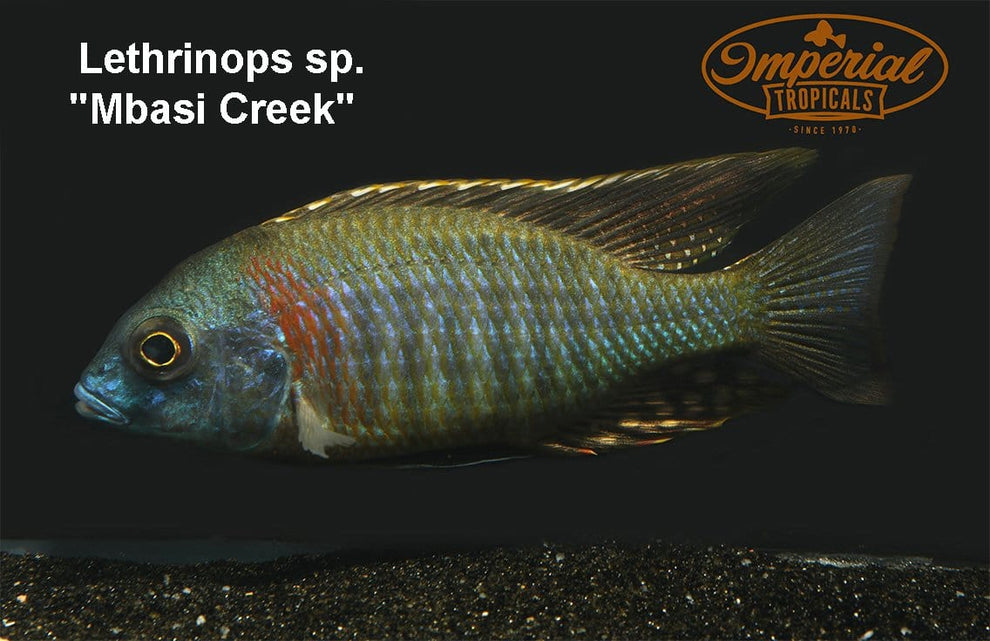 Lethrinops sp. Mbasi - shop Imperial Tropicals