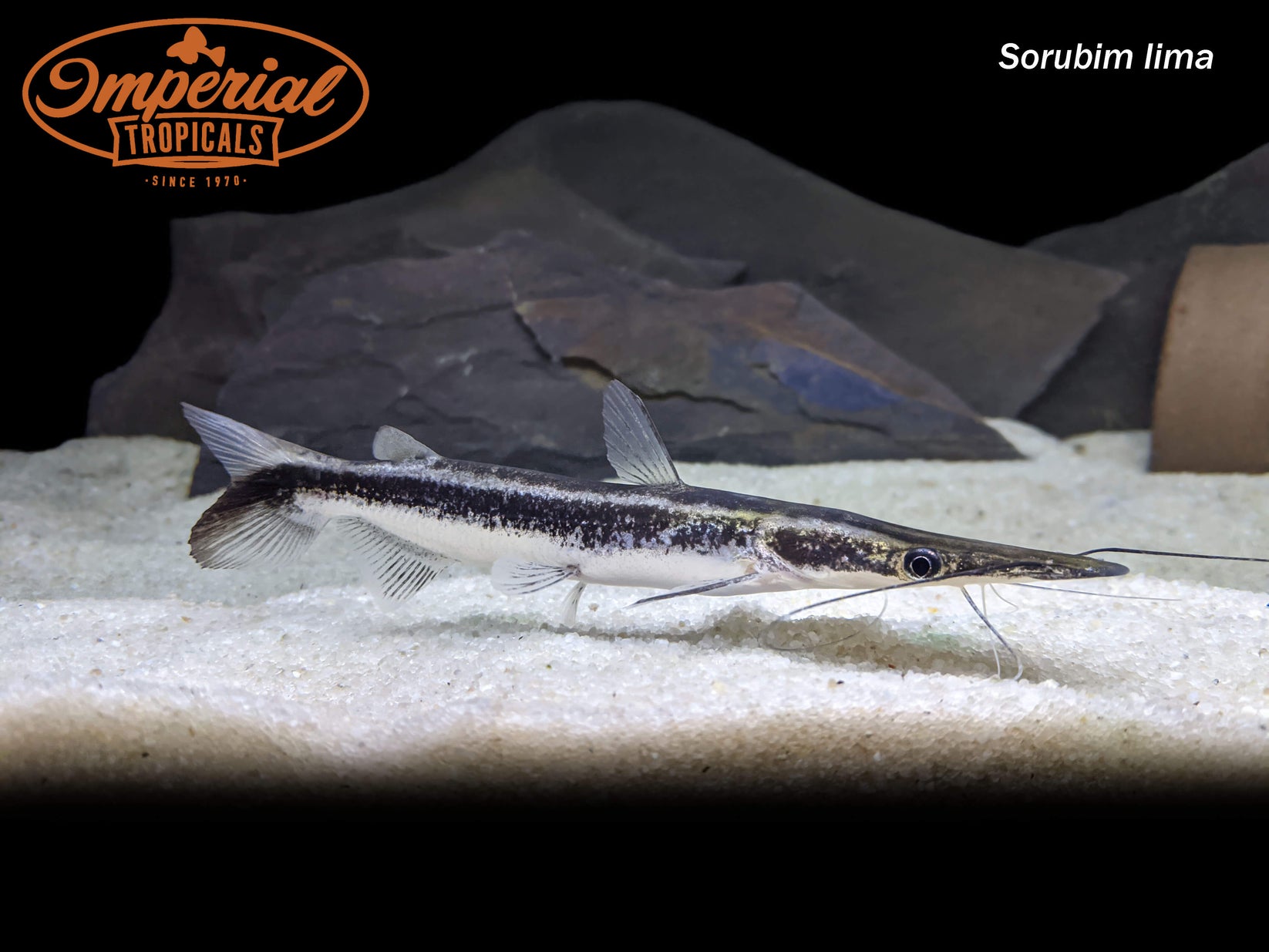 Lima Shovelnose Catfish (Sorubim lima) - shop Imperial Tropicals