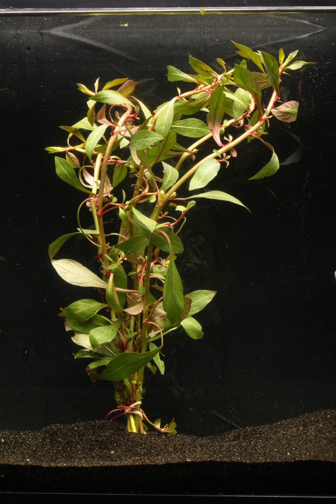 Dark Red Ludwigia - shop Imperial Tropicals