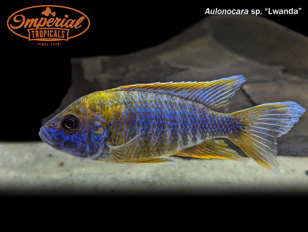 Lwanda Peacock (Aulonocara sp.) – Imperial Tropicals