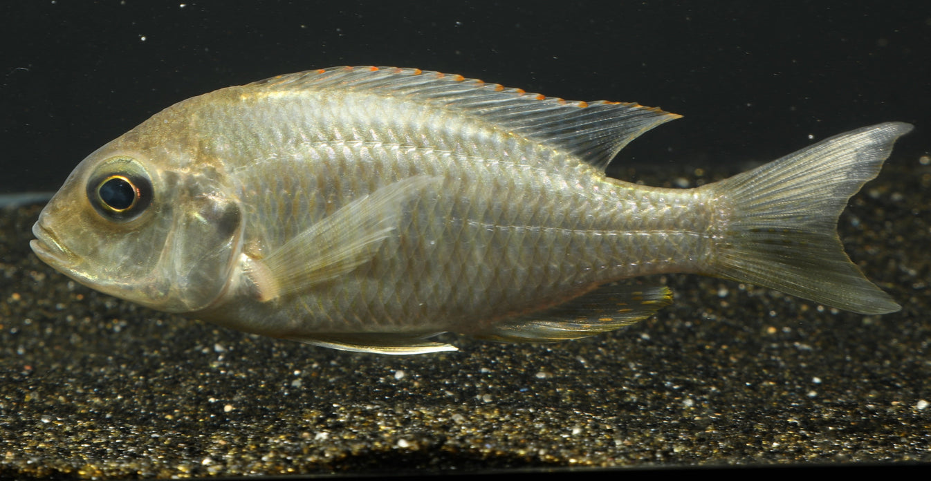 Lethrinops sp. Mbasi - shop Imperial Tropicals