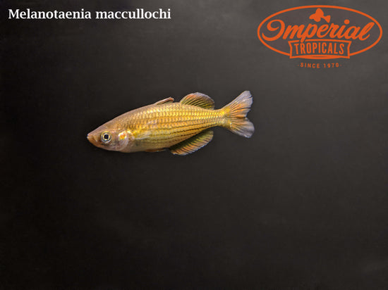 Macculloch's Rainbowfish (Melanotaenia maccullochi) - shop Imperial ...
