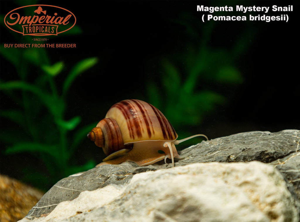 Magenta Mystery Snail (Pomacea bridgesii) – Imperial Tropicals