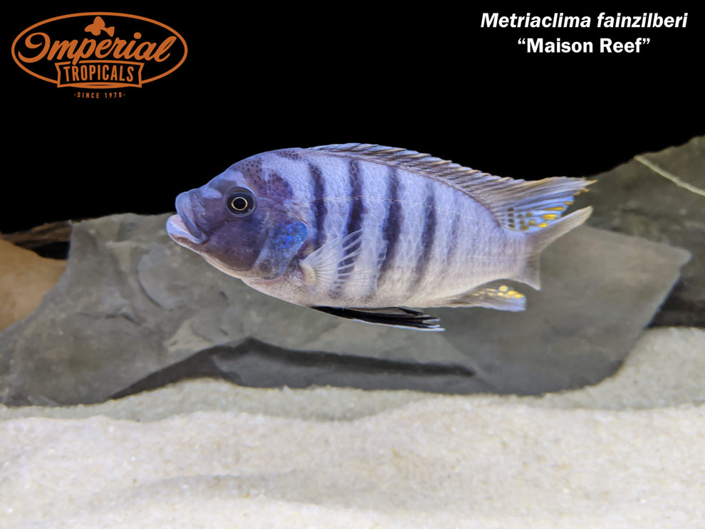 Maison Reef Zebra (Metriaclima fainzilberi) - shop Imperial Tropicals