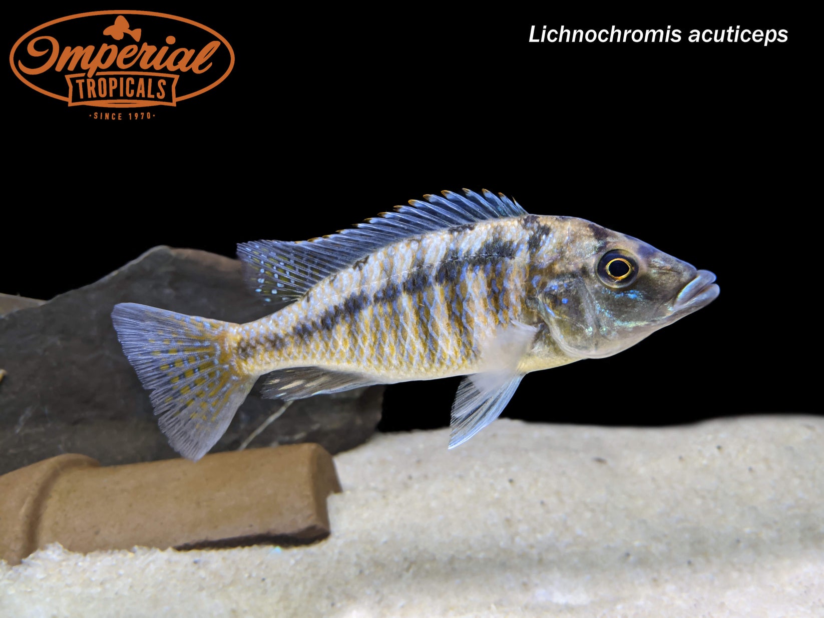 Malawi Gar (Lichnochromis acuticeps) - shop Imperial Tropicals