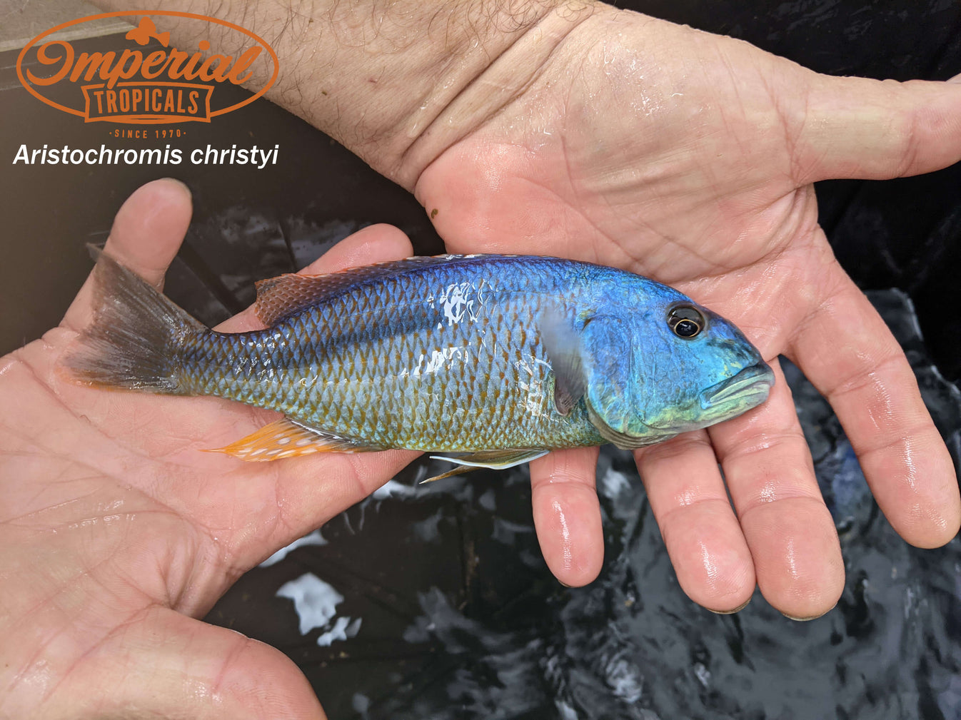 Malawi Hawk (Aristochromis christyi) - shop Imperial Tropicals
