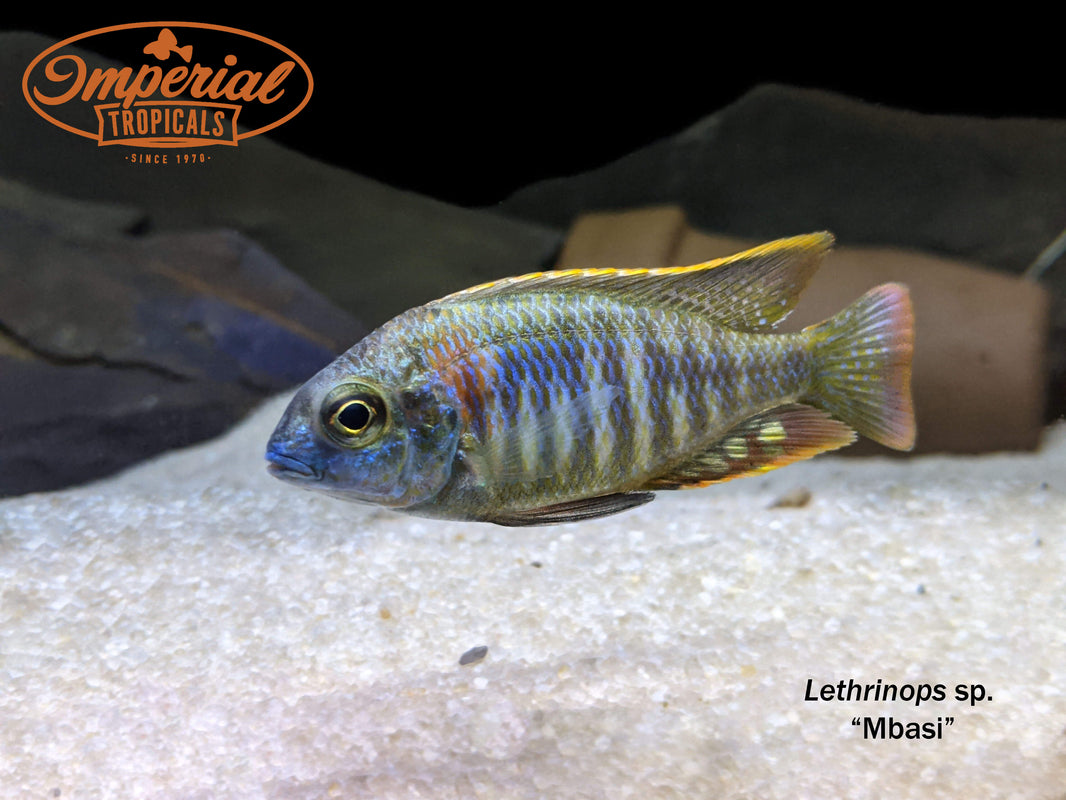 African cichlids – Page 5 – Imperial Tropicals