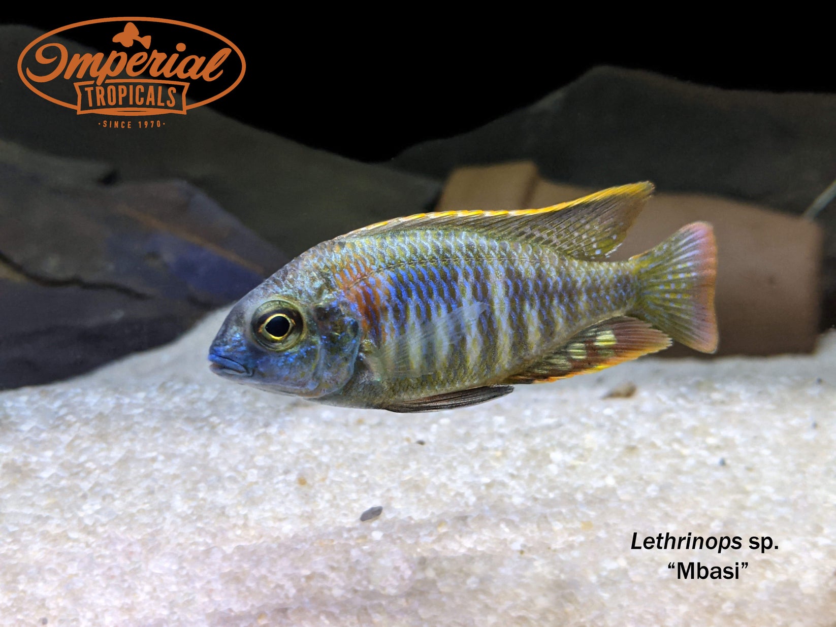 Lethrinops sp. Mbasi - shop Imperial Tropicals