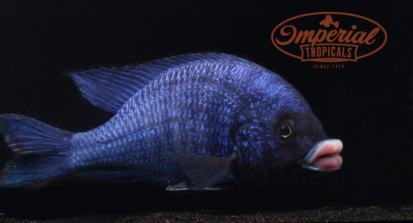 Mdoka White Lips (Placidochromis phenochilus) – Imperial Tropicals