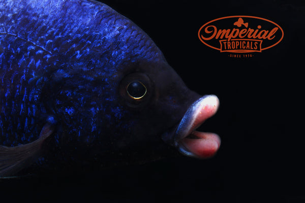 Mdoka White Lips (Placidochromis phenochilus) – Imperial Tropicals