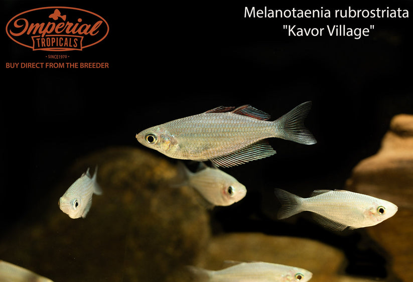 Melanotaenia rubrostriata "Kavor Village" - shop Imperial Tropicals