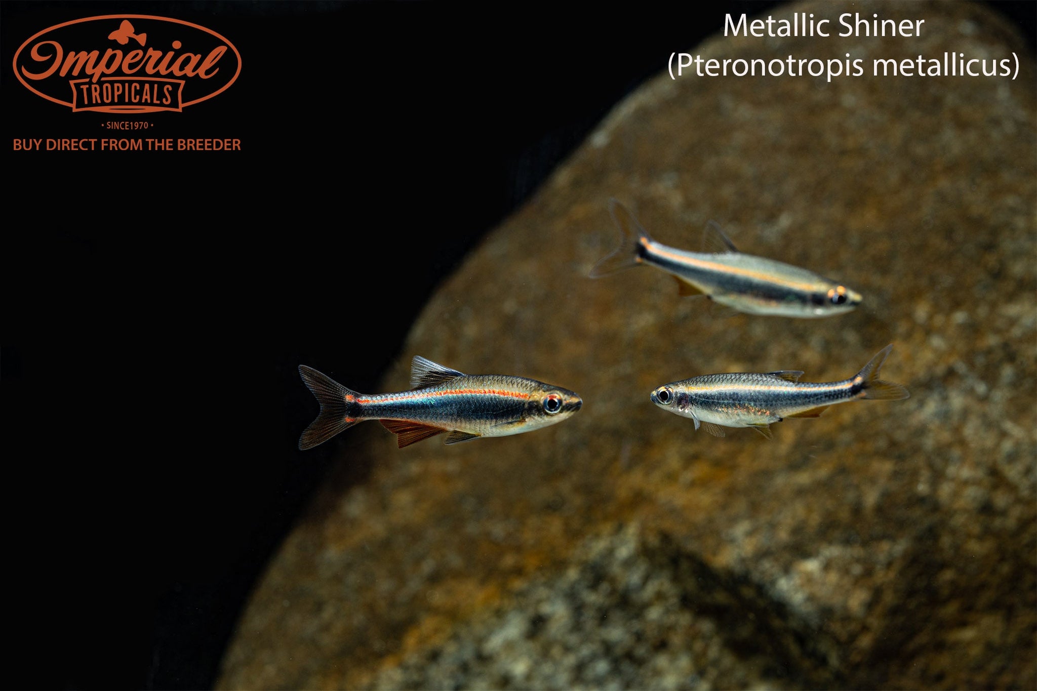 Metallic Shiner (Pteronotropis metallicus) - shop Imperial Tropicals