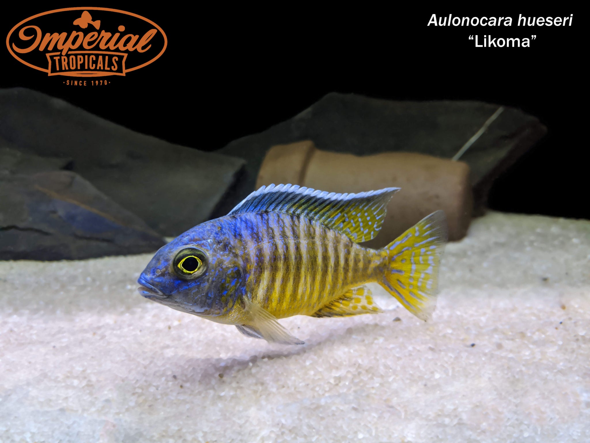 Midnight Peacock "Likoma" (Aulonocara hueseri) - shop Imperial Tropicals