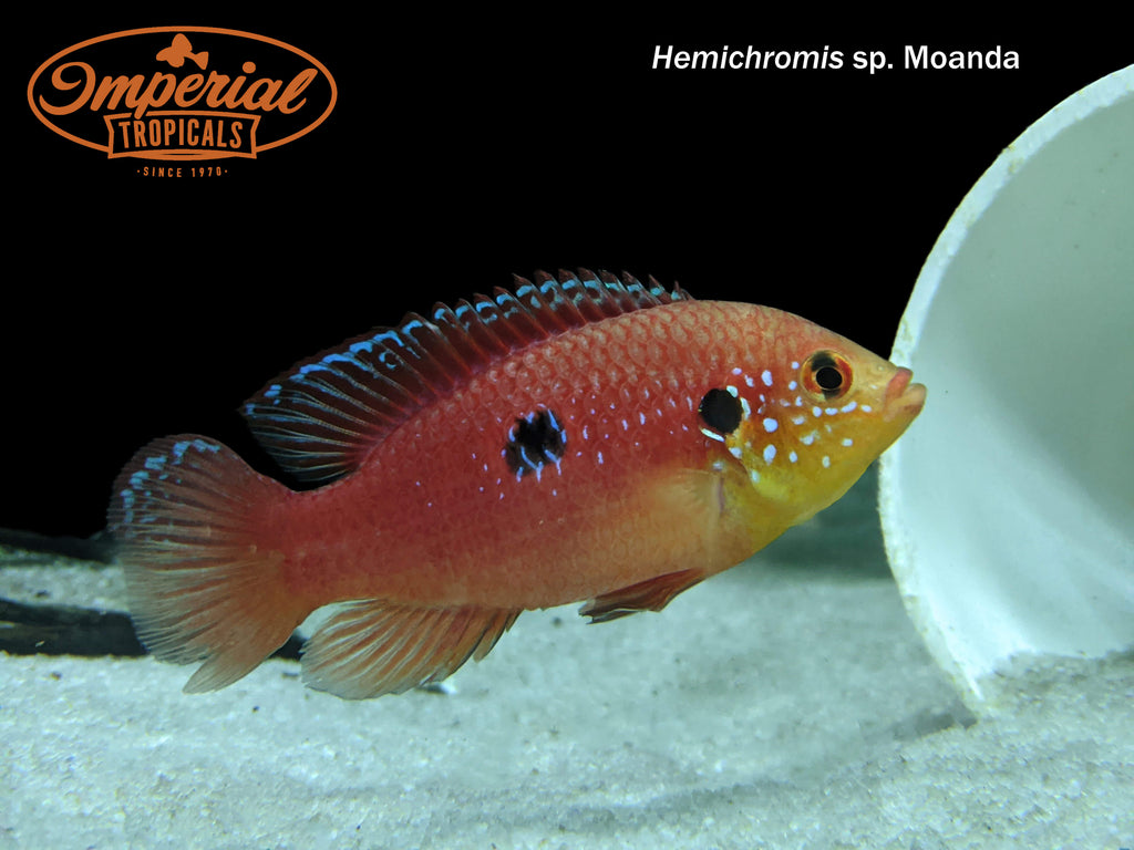 Moanda Jewel Cichlid (Hemichromis sp. Moanda) – Imperial Tropicals