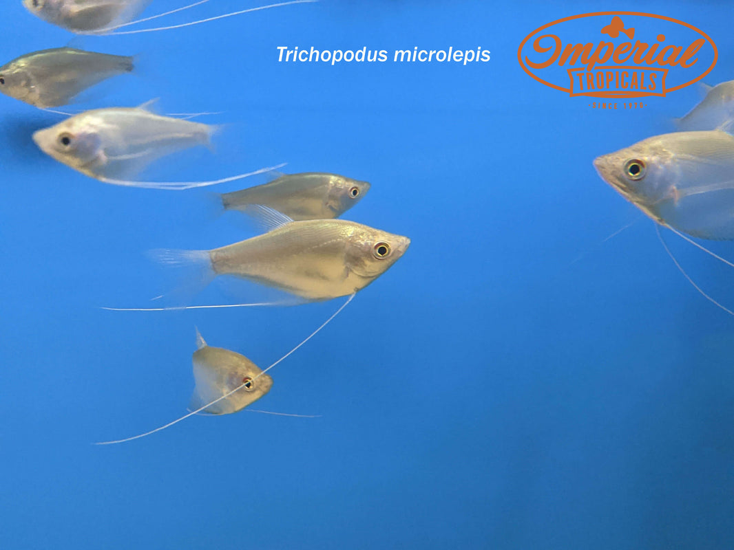 Labyrinth fish – Imperial Tropicals