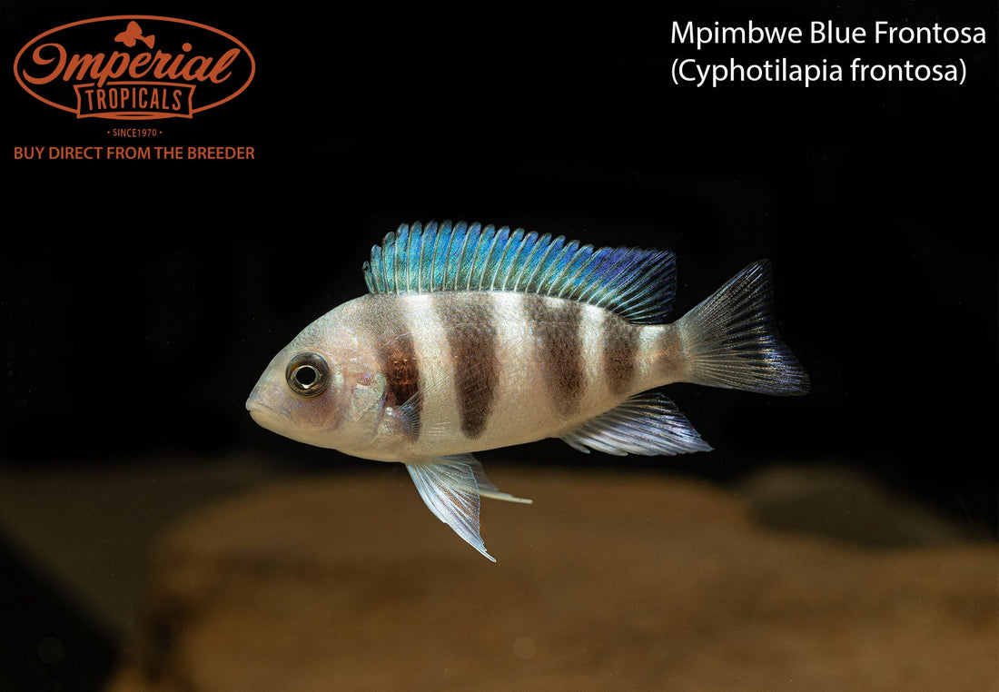 Mpimbwe Blue Frontosa (Cyphotilapia frontosa) - shop Imperial Tropicals