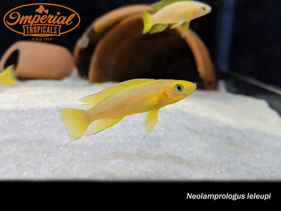 Lake Tanganyika cichlids – Page 2 – Imperial Tropicals