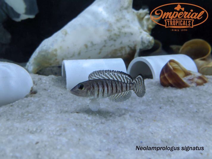 Neolamprologus signatus - shop Imperial Tropicals