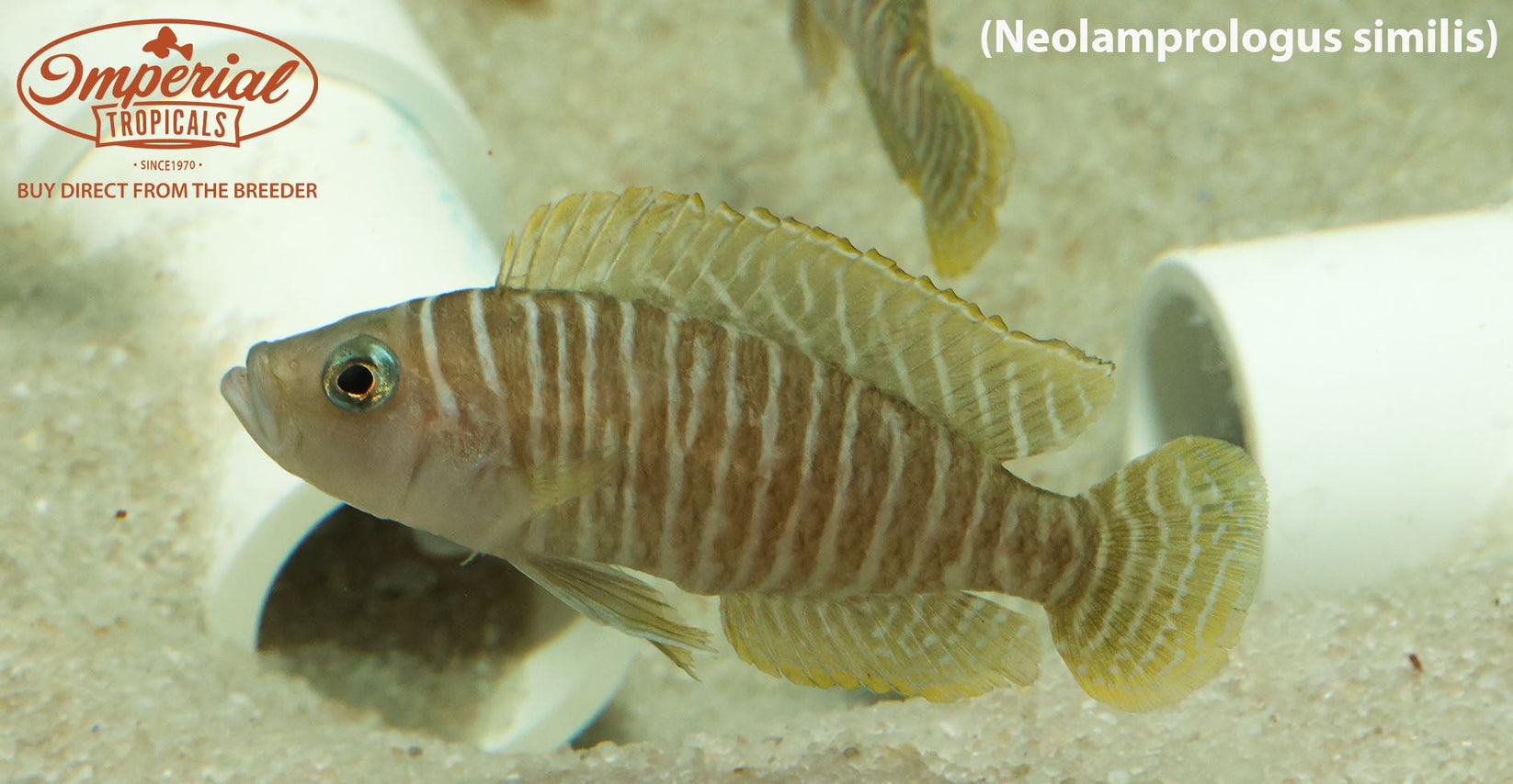 Neolamprologus similis - shop Imperial Tropicals