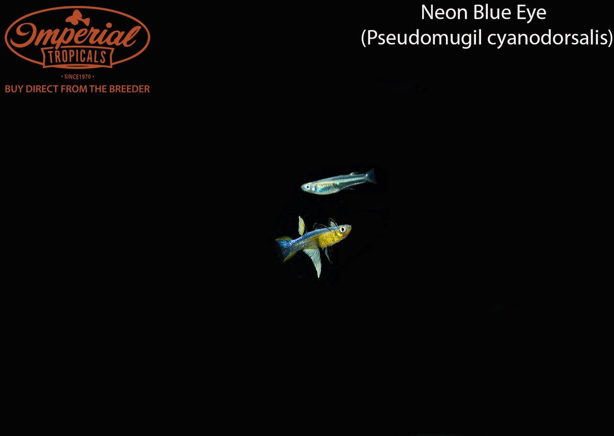Neon Blue Eye (Pseudomugil cyanodorsalis) - shop Imperial Tropicals
