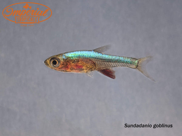 Neon Blue Rasbora (Sundadanio goblinus) – Imperial Tropicals