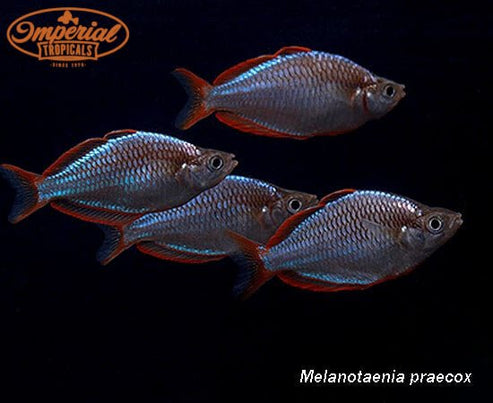 Neon Dwarf Rainbowfish (Melanotaenia praecox) - shop Imperial Tropicals