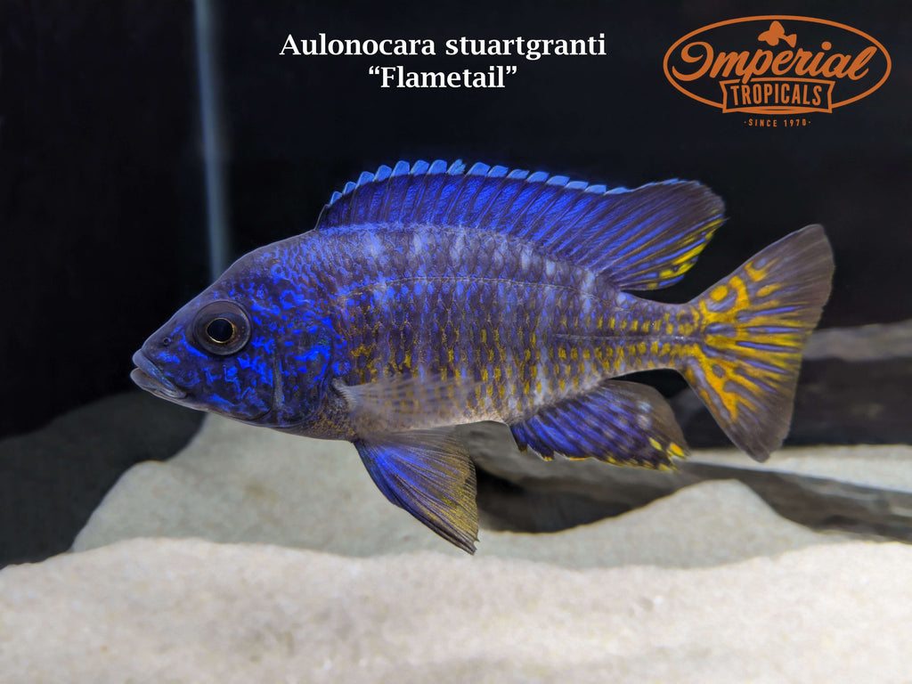 Ngara Flametail Peacock (Aulonocara stuartgranti) – Imperial Tropicals