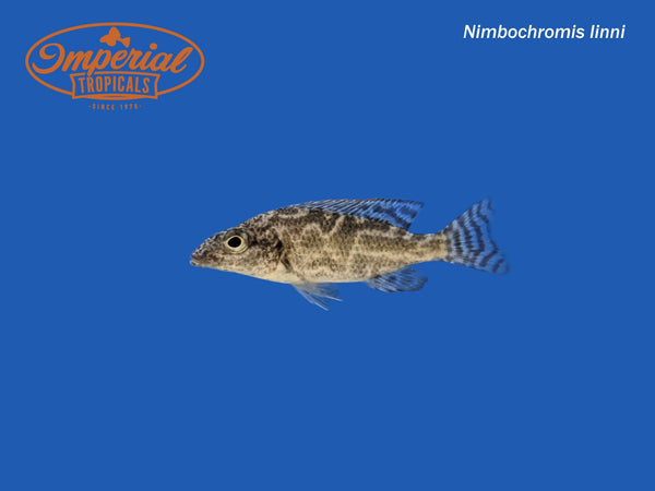 Polystigma Cichlid