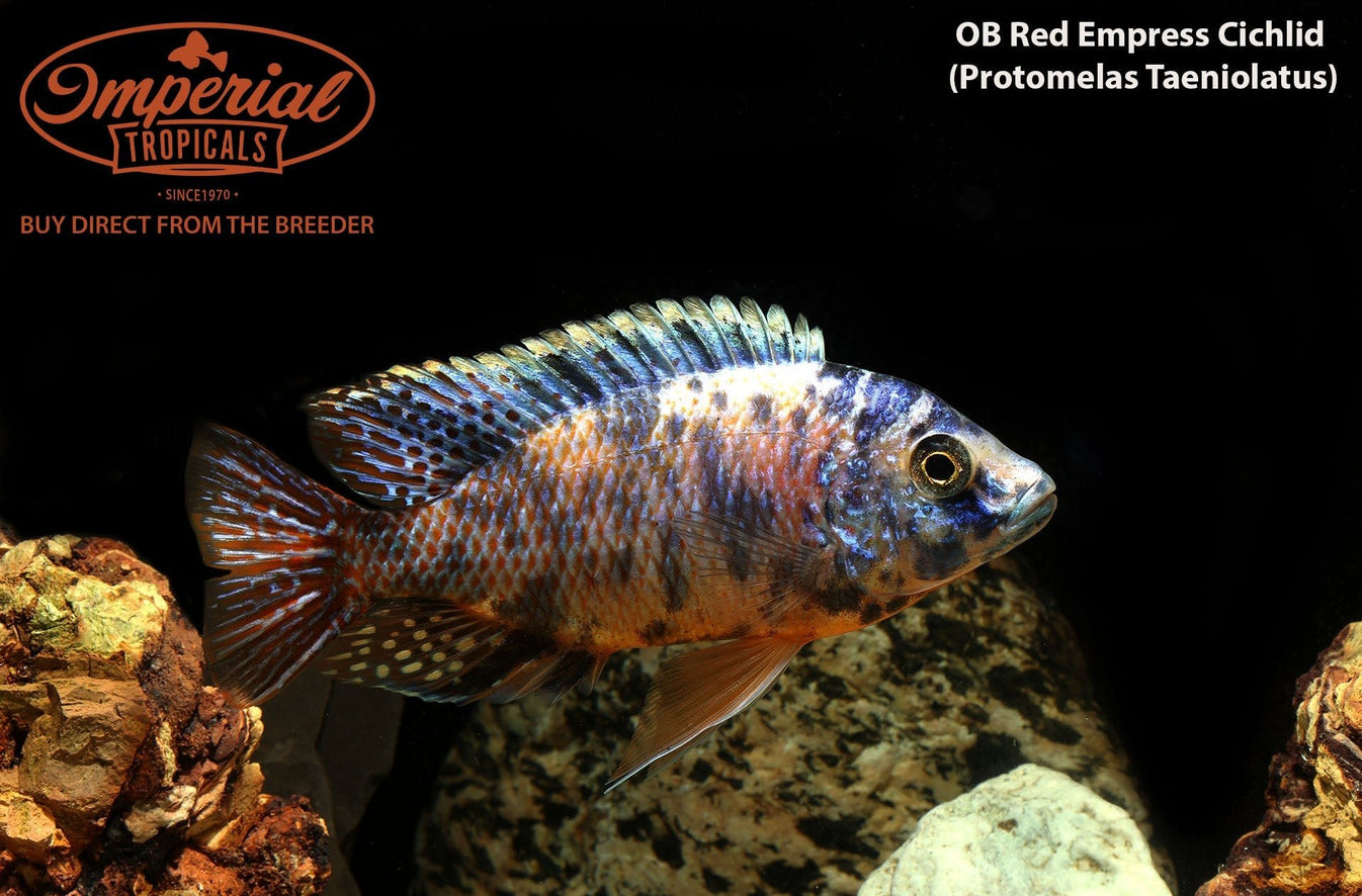 OB Red Empress (Protomelas taeniolatus) - shop Imperial Tropicals