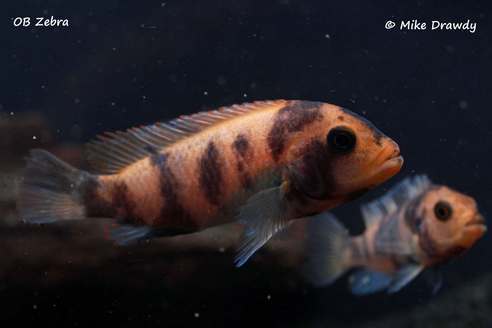 OB Red Zebra (Metriaclima estherae) - shop Imperial Tropicals