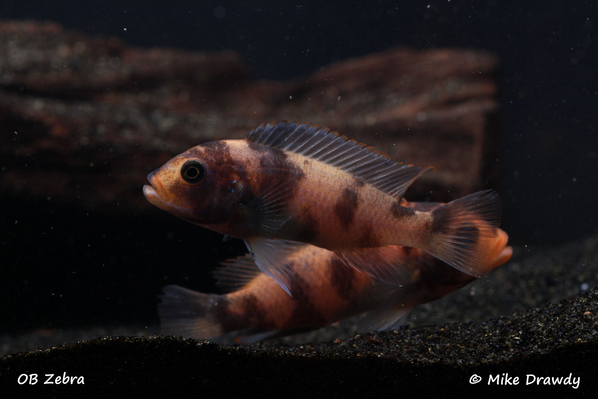 OB Red Zebra (Metriaclima estherae) - shop Imperial Tropicals