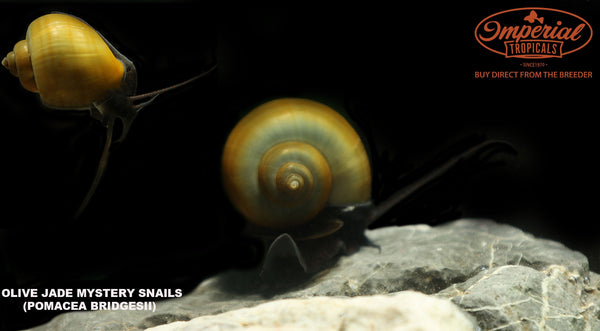 Jade Mystery Snail (Pomacea bridgesii) – Imperial Tropicals