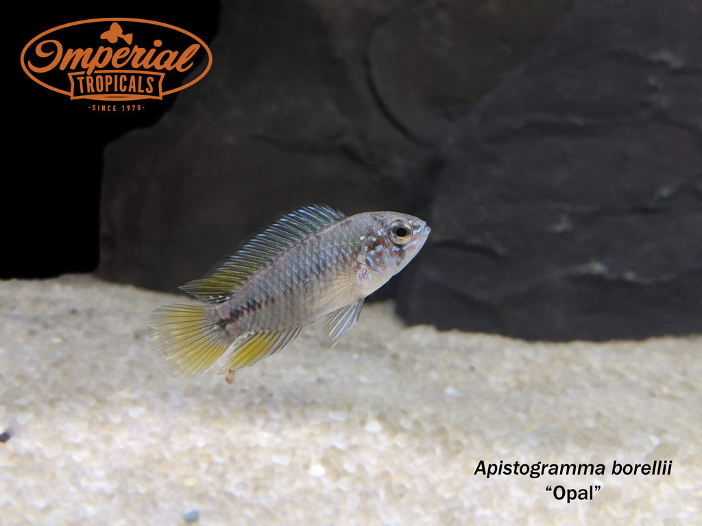 Opal (Apistogramma borellii) – Imperial Tropicals