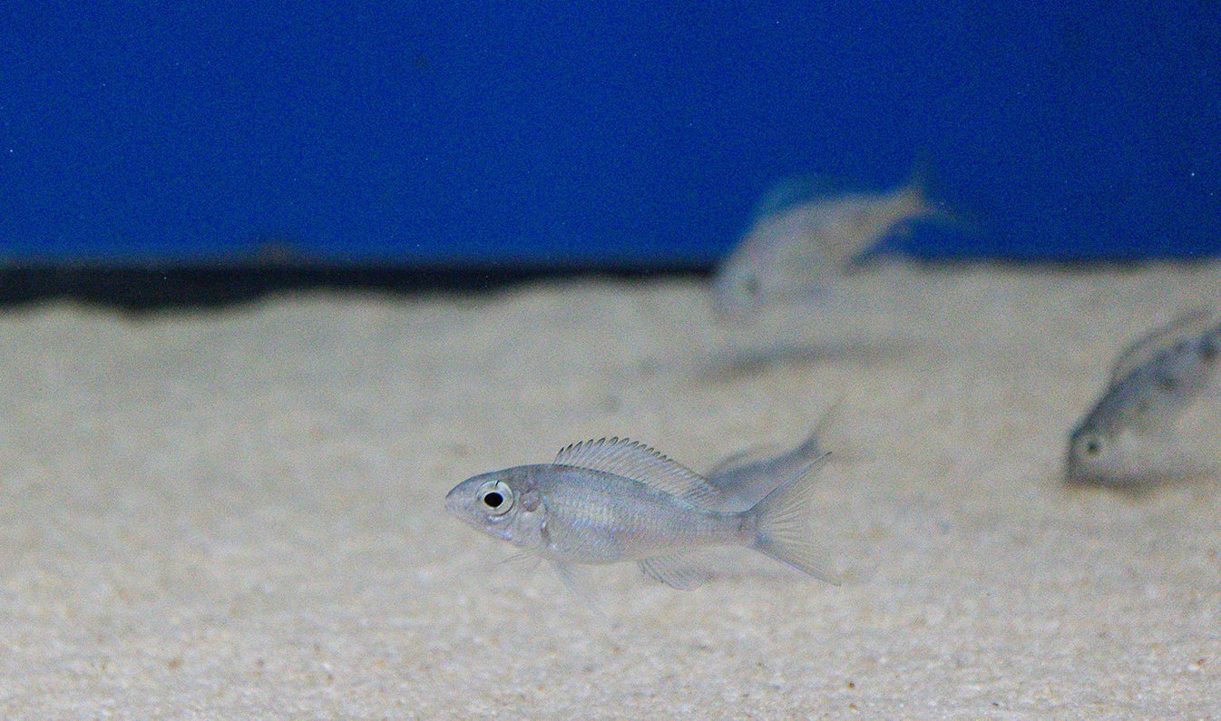 Ophthalmotilapia ventralis "Red Cap" - shop Imperial Tropicals