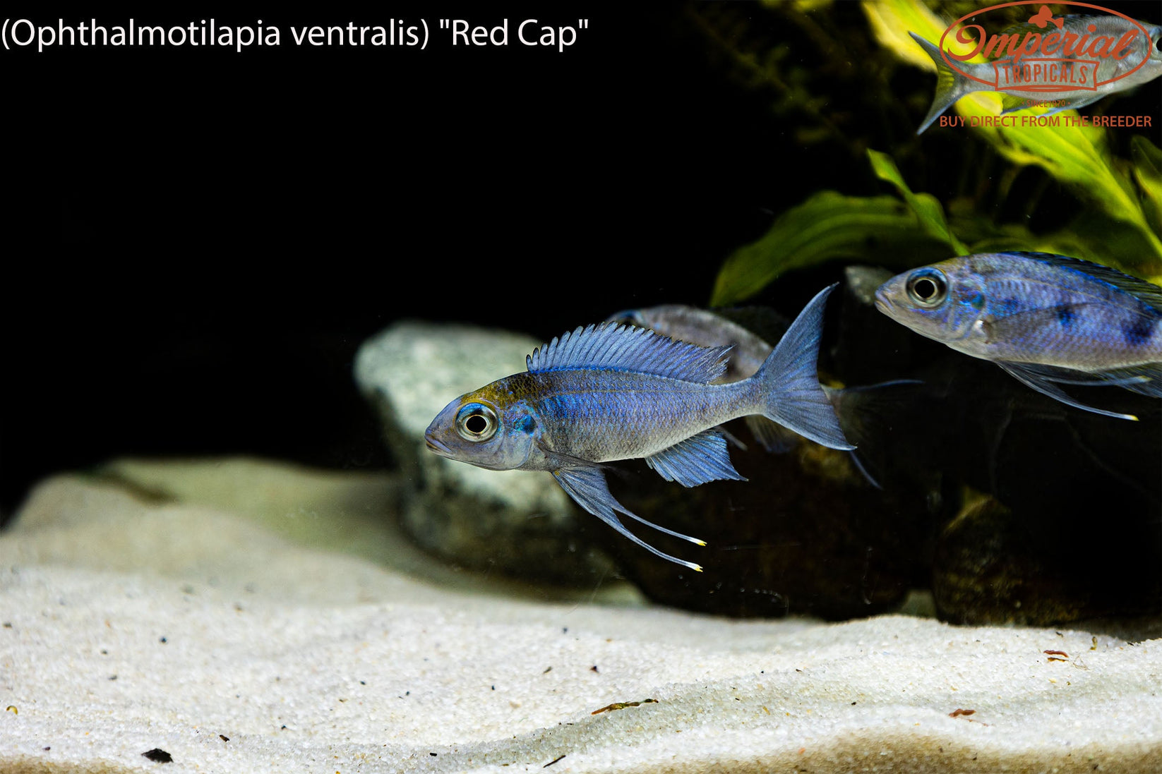 Ophthalmotilapia ventralis "Red Cap" - shop Imperial Tropicals