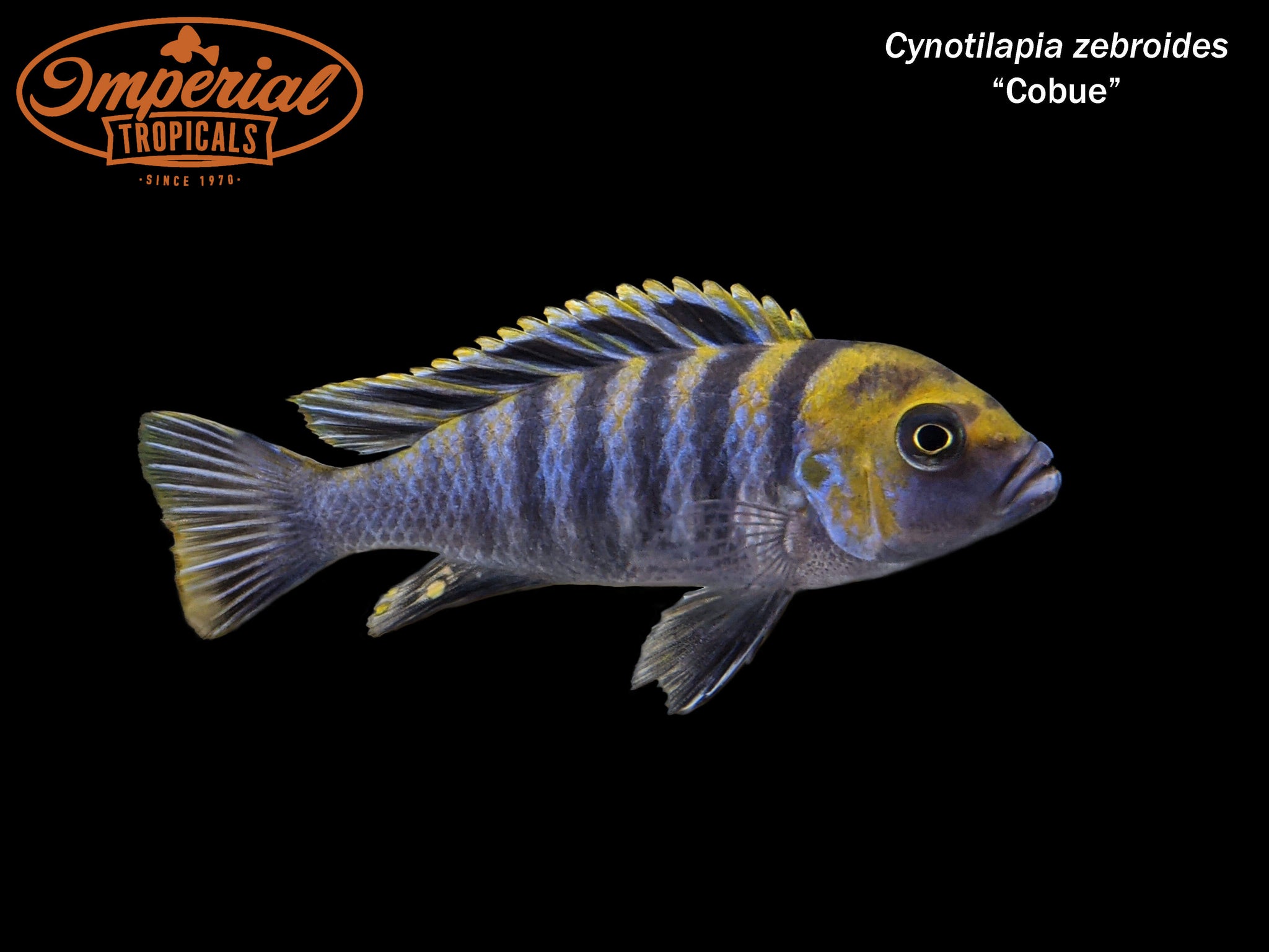 Orange Back "Cobue" (Cynotilapia zebroides) - shop Imperial Tropicals