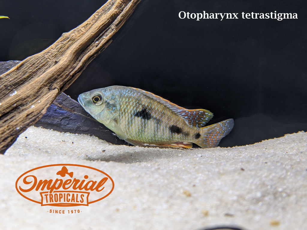 (Otopharynx tetrastigma) – Imperial Tropicals