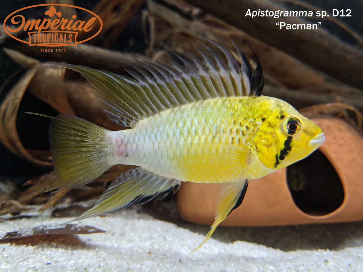 Pacman Apisto (Apistogramma sp. D12) - shop Imperial Tropicals